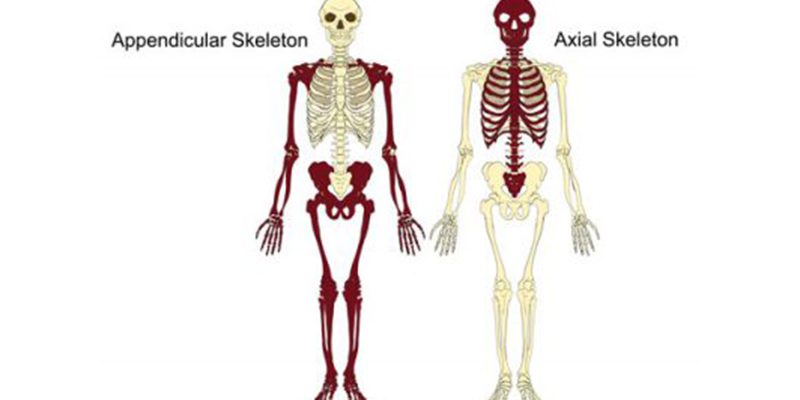 How Many Bones In Axial And Appendicular Skeleton How Many Bones Are How Many Bones In Axial And Appendicular Skeleton How Many Bones Are