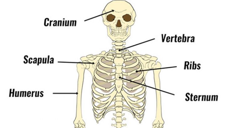 The Human Skeleton - Diagram, Structure & Function - TeachPE.com