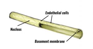 Capillaries - Structure & Function Explained with Diagrams