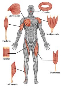Skeletal Muscle Shapes – TeachPE.com