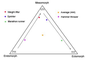 Body Shapes & Somatotypes – TeachPE.com