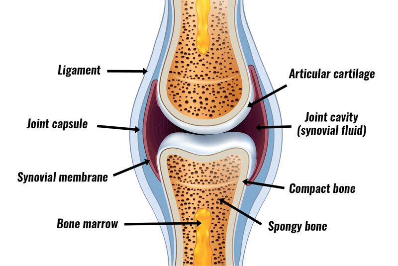 Synovial Joint Structure TeachPE Synovial Joint Structure TeachPE