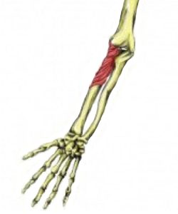 Elbow Joint Muscles – TeachPE.com