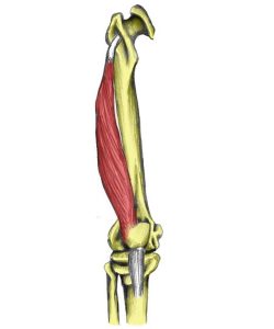 Thigh & Knee Muscles – TeachPE.com