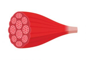 Muscle Fibre Types – TeachPE.com