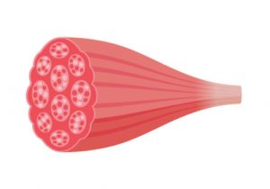 Muscle Fibre Types – TeachPE.com